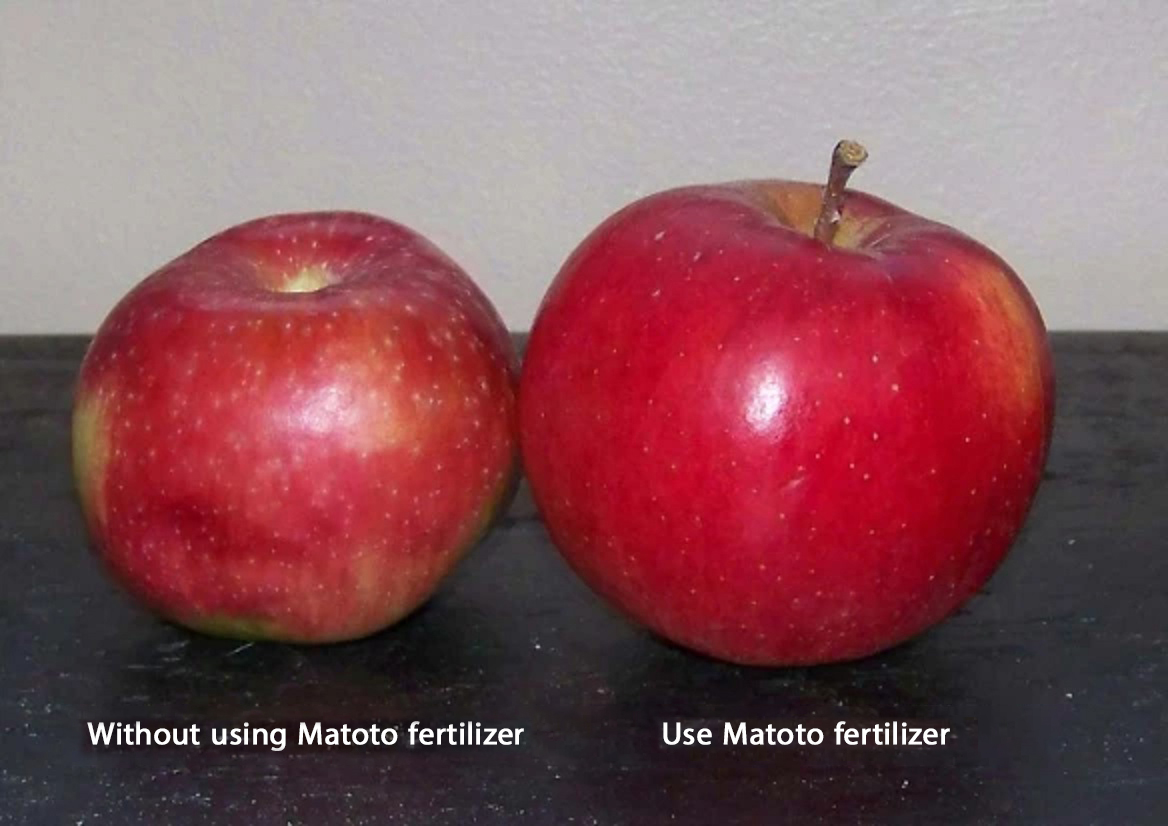 Increased Quantity, Quality, and Size of Apples in French Orchards: A ...