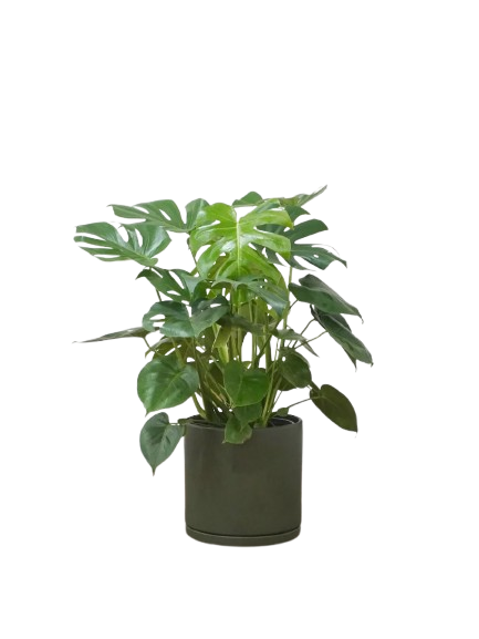 Every Plant, One Matoto – Matoto